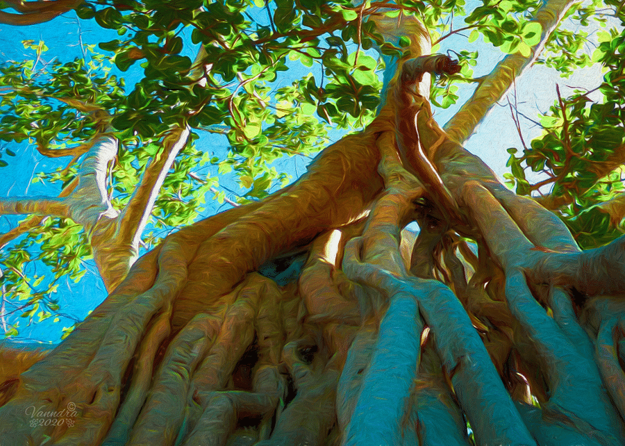 The story of the Barren Fig Tree - the suicide project